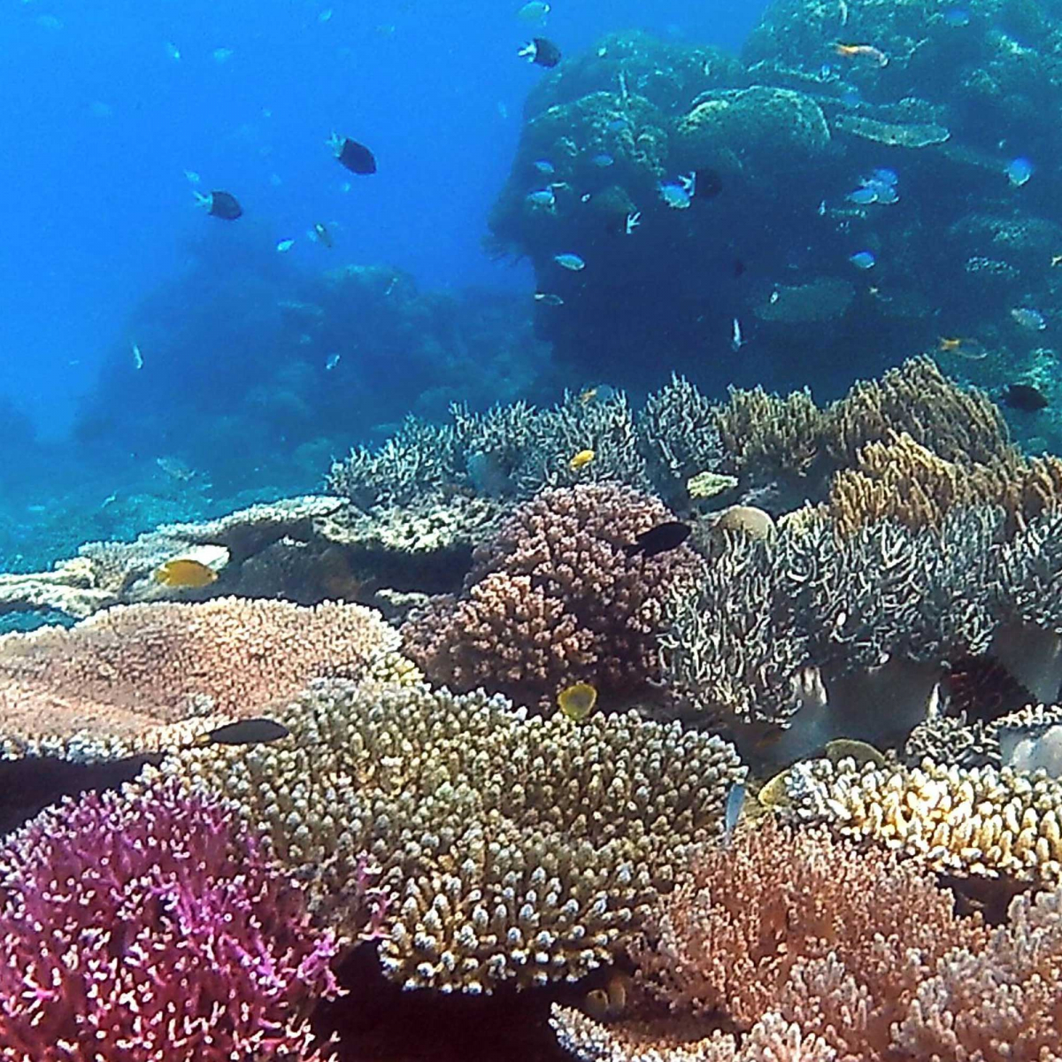 Mission Beach Dive - Mission Beach Hideaway Holiday Village